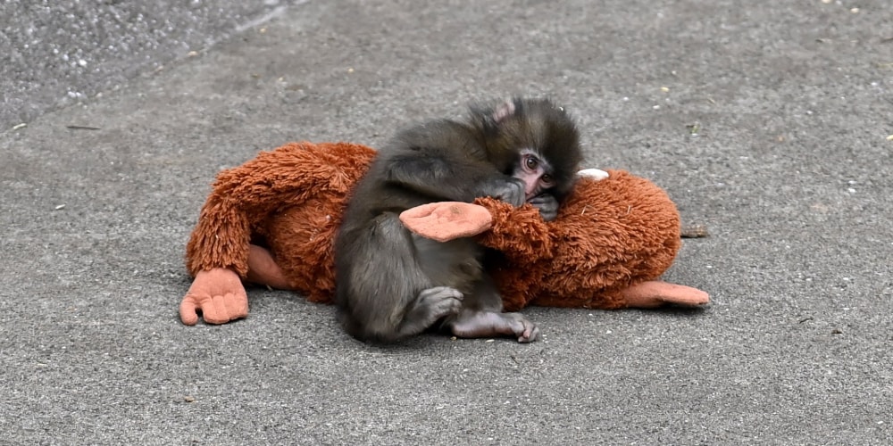 Viral Baby Monkey Punch ‘Zoo Fighter’ Video Game Info | Hypebeast