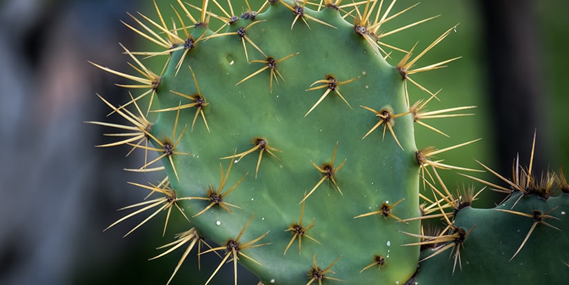 Cactus-based Skincare WIll Take Over Spring 2023 | Hypebae