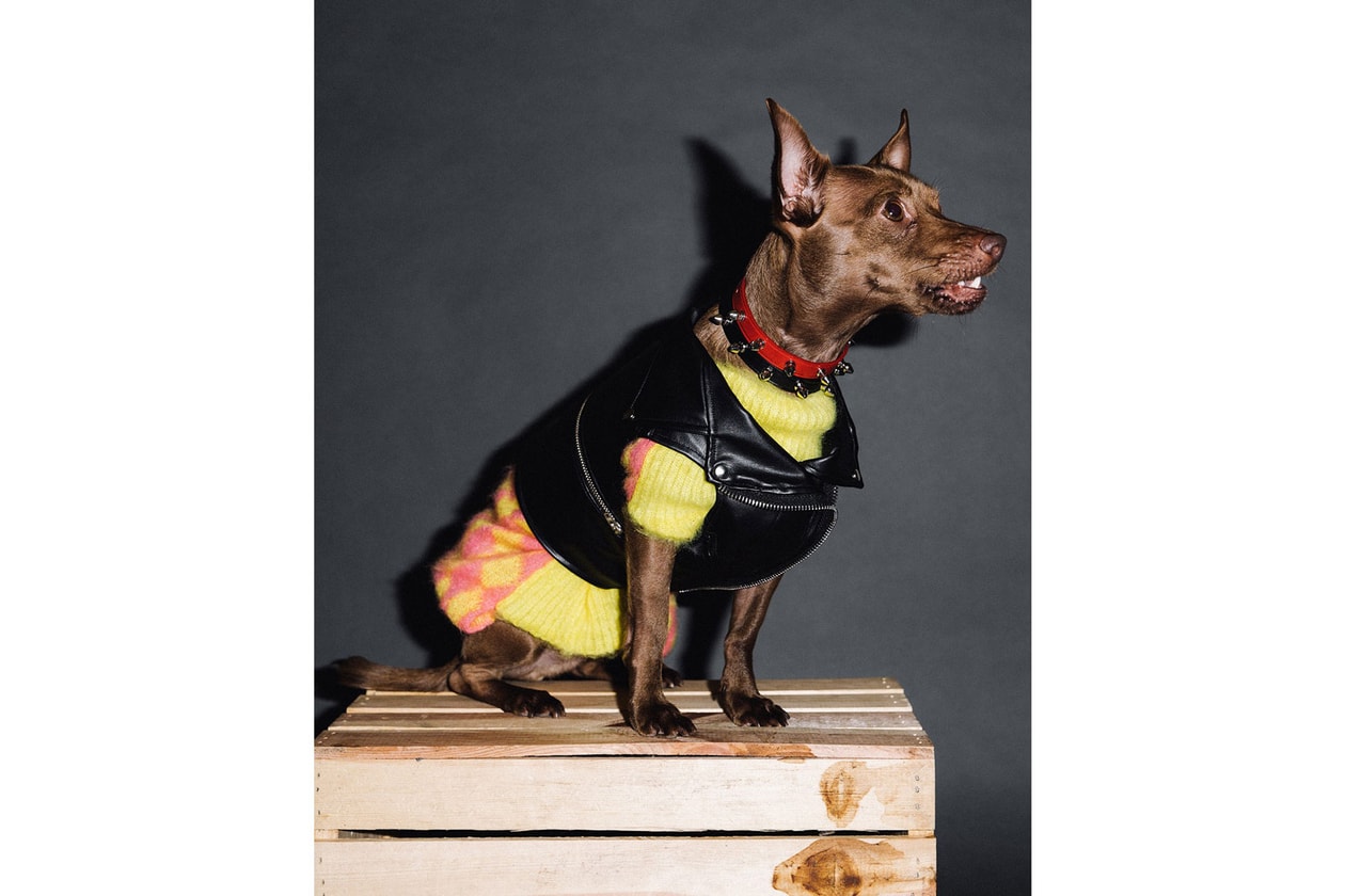 The 10 Best Dog Clothing and Accessory Brands | Hypebae