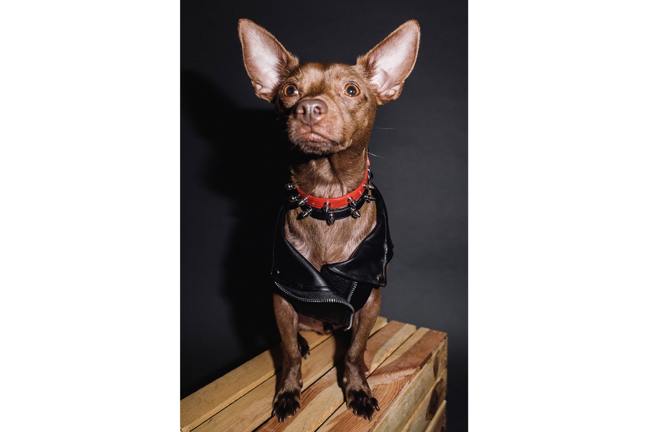 The 10 Best Dog Clothing and Accessory Brands | Hypebae