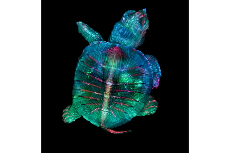 Nikon《Small World Photography Competition》顯微攝影大賽得獎作品正式公佈 | Hypebeast