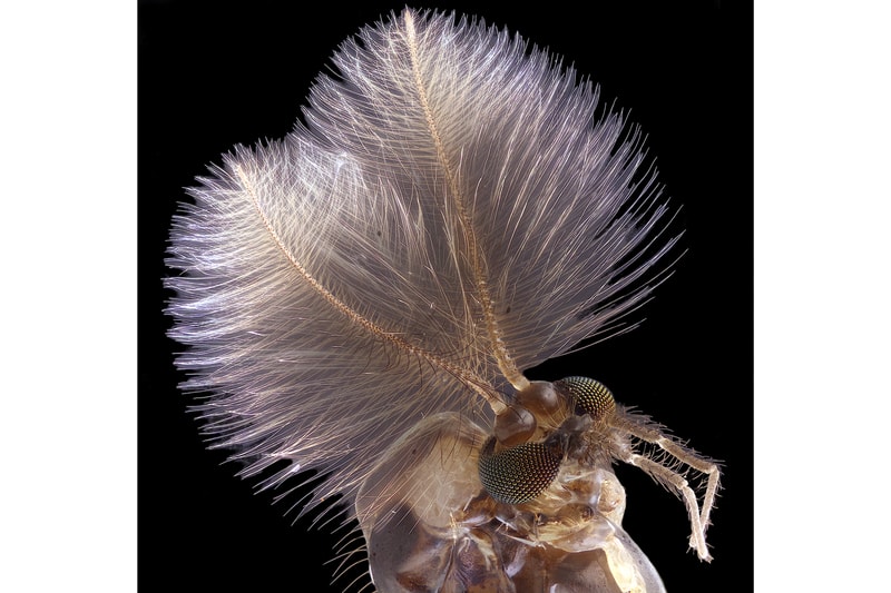 Nikon《Small World Photography Competition》顯微攝影大賽得獎作品正式公佈 | Hypebeast