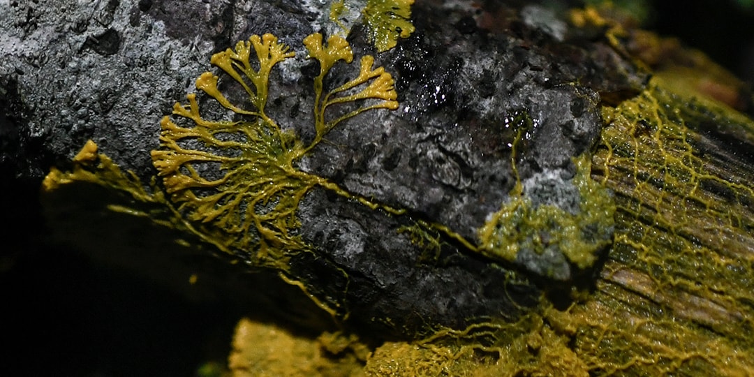 Paris Zoological Park 展示猶如「Venom」的全新神秘物種 − blob 魔點 | Hypebeast