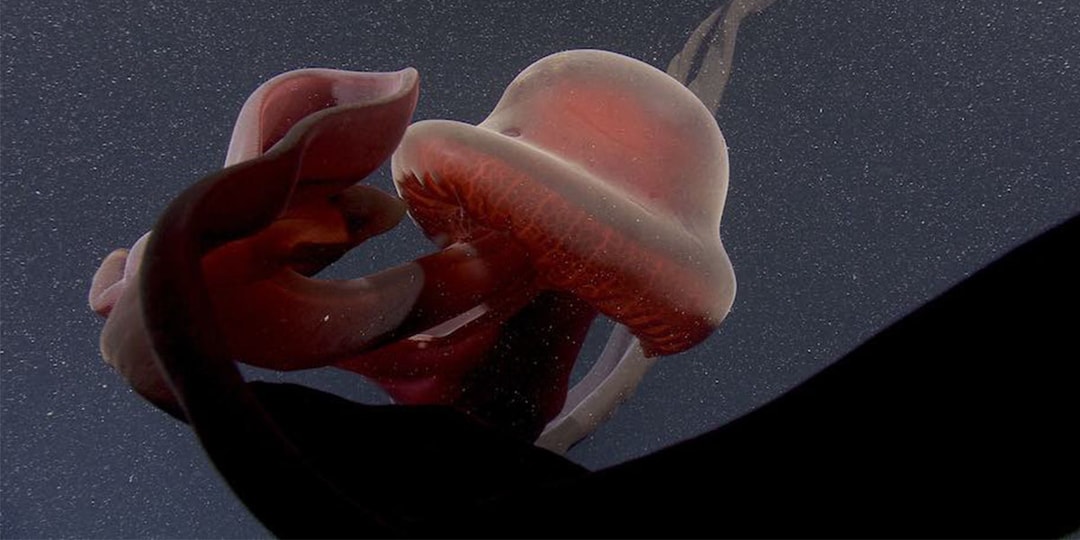觀賞海底 900 米深度極罕見「冥河水母 Stygiomedusa Gigantea」 | Hypebeast