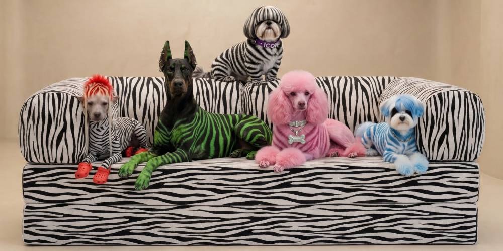 OMHU x TEDDY Zebra 沙發限量登場｜發佈資訊與宣傳短片 | Hypebeast