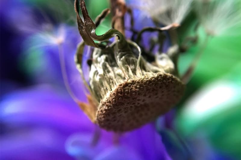 Apple's New Campaign Highlights iOS Camera | Hypebeast