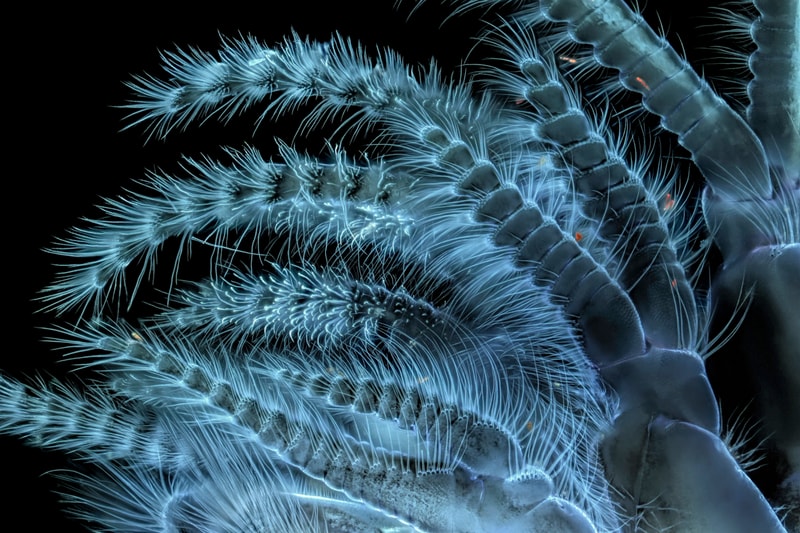 Nikon 2018 Small World Photo Competition Winners | Hypebeast