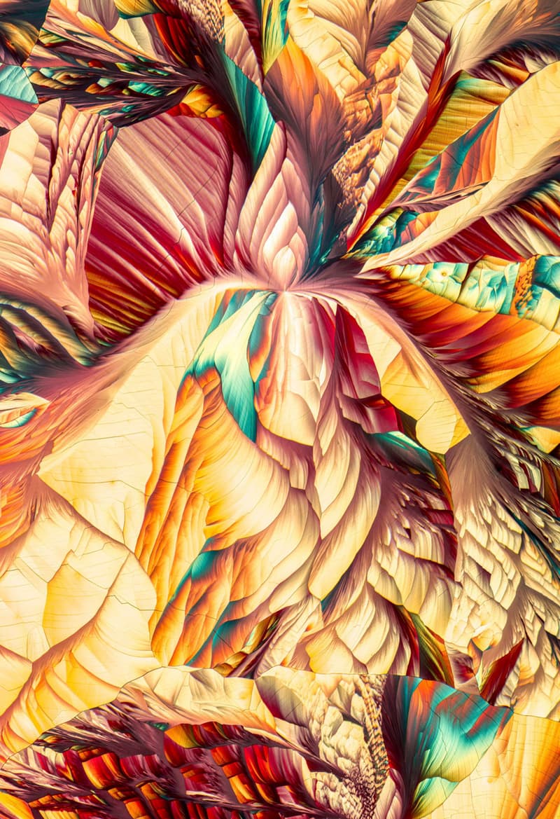 Nikon 2018 Small World Photo Competition Winners | Hypebeast