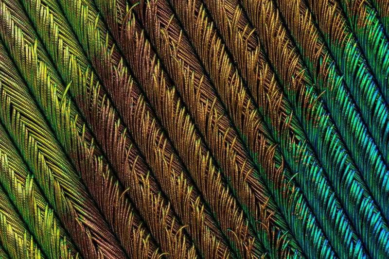 Nikon 2018 Small World Photo Competition Winners | Hypebeast