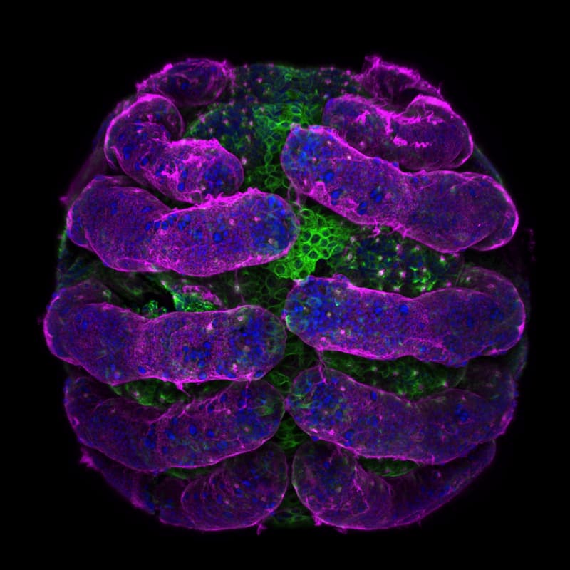 Nikon 2018 Small World Photo Competition Winners | Hypebeast