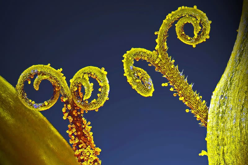 Nikon 2018 Small World Photo Competition Winners | Hypebeast