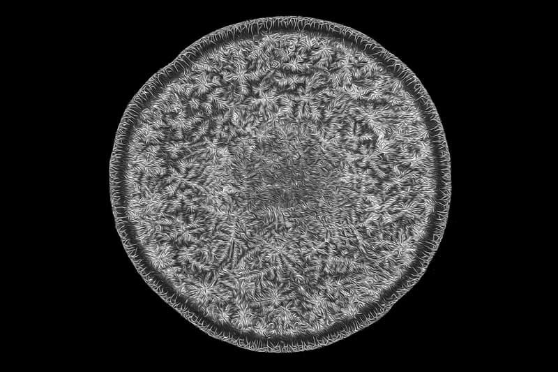 Nikon 2018 Small World Photo Competition Winners | Hypebeast