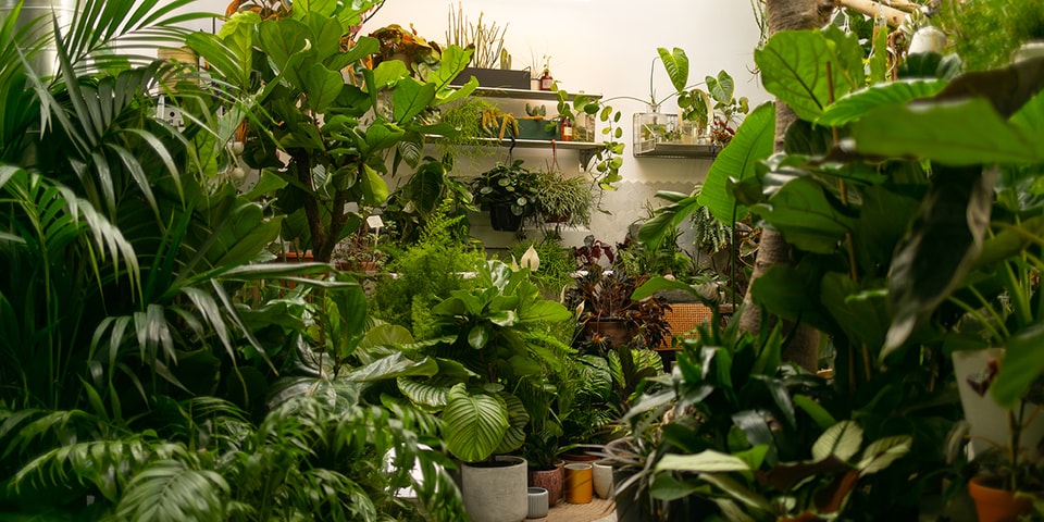 House Plant Care Guide For The Home 2019 | HYPEBEAST