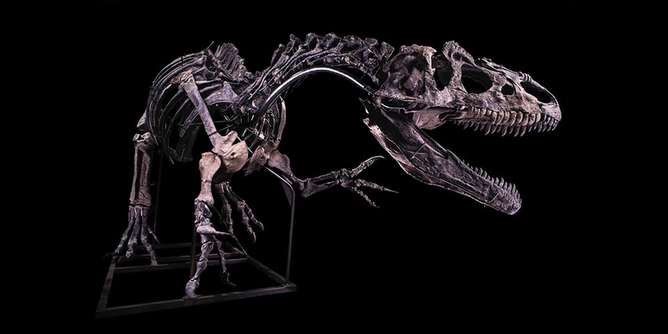 Allosaurus Skeleton Estimated to Fetch Over $1M USD | HYPEBEAST