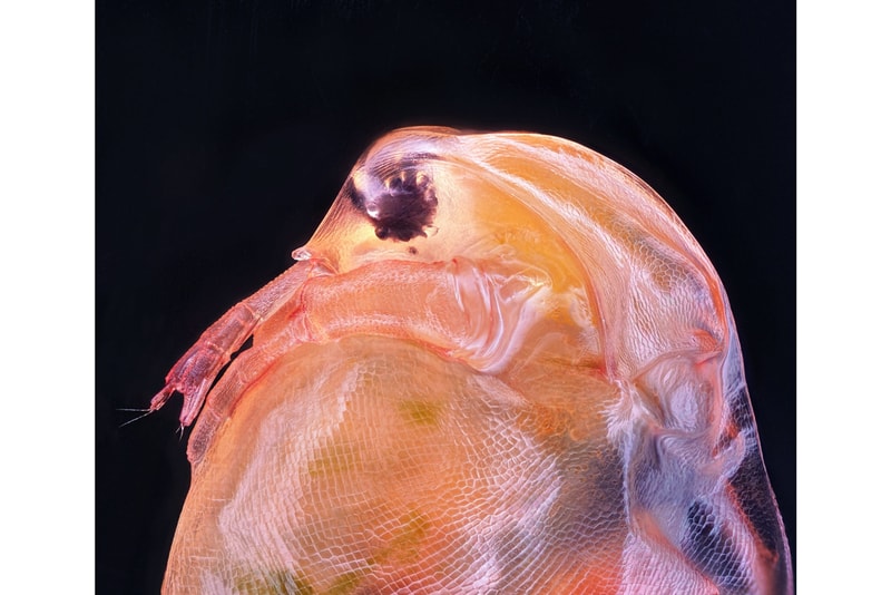 Nikon 2020 Small World Photo Winners | Hypebeast