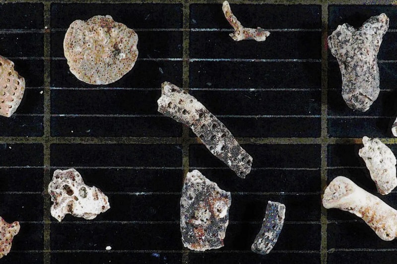 Researchers Discovered New Species Under Antarctic Ice Shelf | Hypebeast