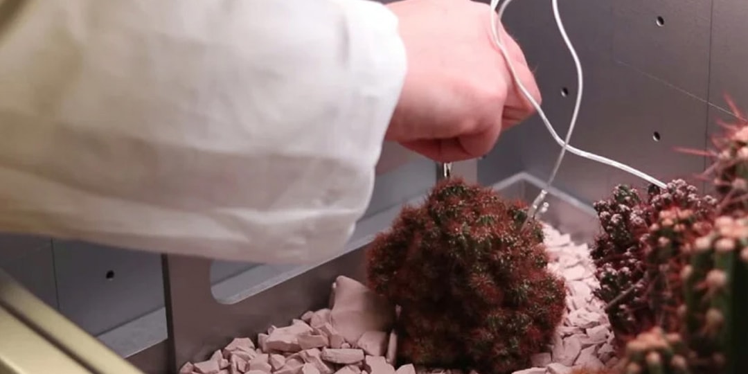Have These Cacti Made the Album of the Year? | Hypebeast