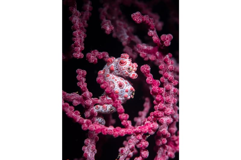 Sony World Photography Awards 2023 Competition | Hypebeast