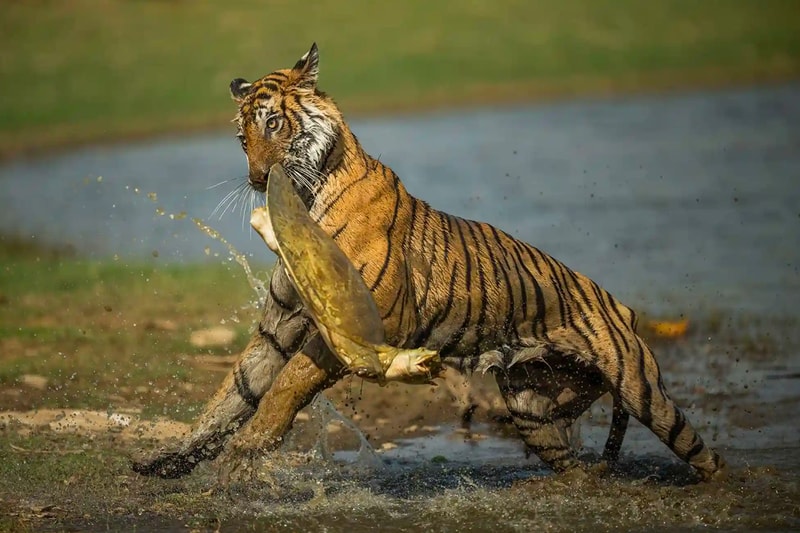 Nature inFocus 2023 Photography Award Winners Art | Hypebeast