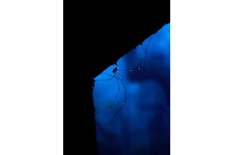 Nature inFocus 2023 Photography Award Winners Art | Hypebeast