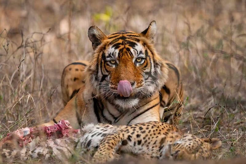 Nature inFocus 2023 Photography Award Winners Art | Hypebeast