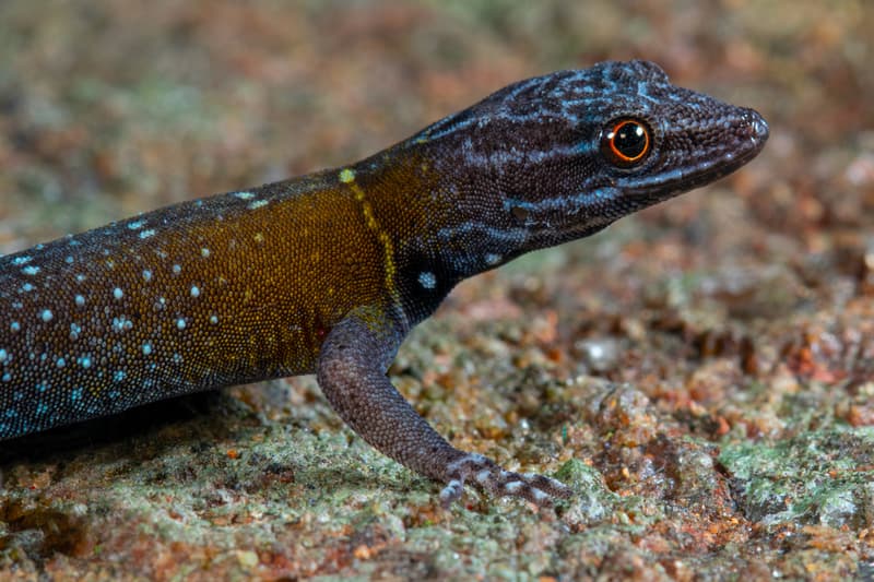 Vincent Van Gogh Blue Gecko Species Discovery India | Hypebeast