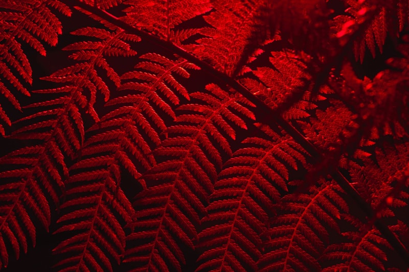 Julian Charrière Panchronic Garden Perrotin Exhibition | Hypebeast