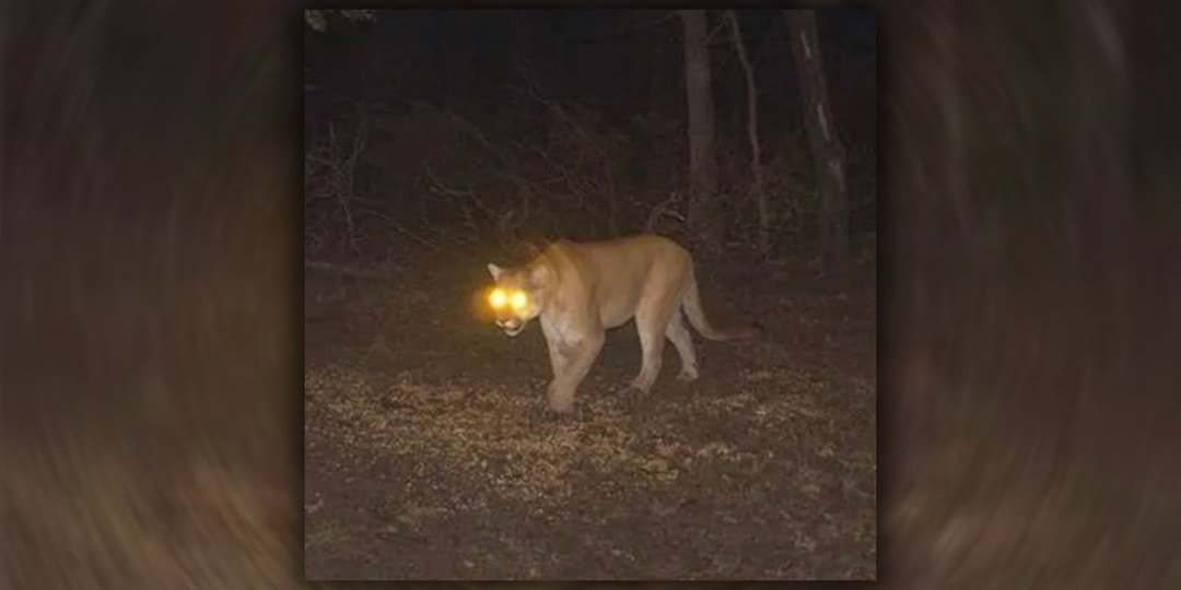 Bruiser Wolf x Zack Fox Unleash "Mountain Lion" | Hypebeast