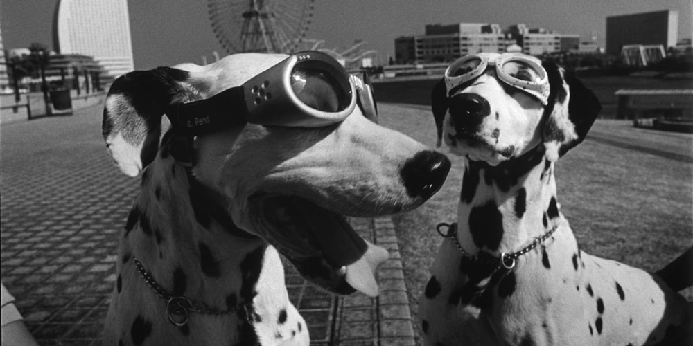 'Woof Woof' Show at Peter Fetterman Gallery Santa Monica | Hypeart