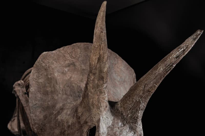 JOOPITER Triceratops Skeleton Auction Announcement Info | Hypebeast
