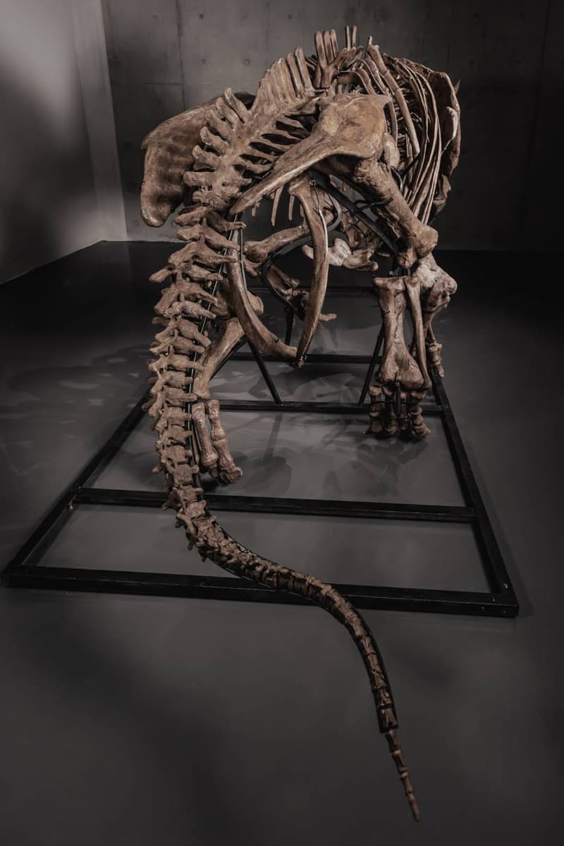 JOOPITER Triceratops Skeleton Auction Announcement Info | Hypebeast