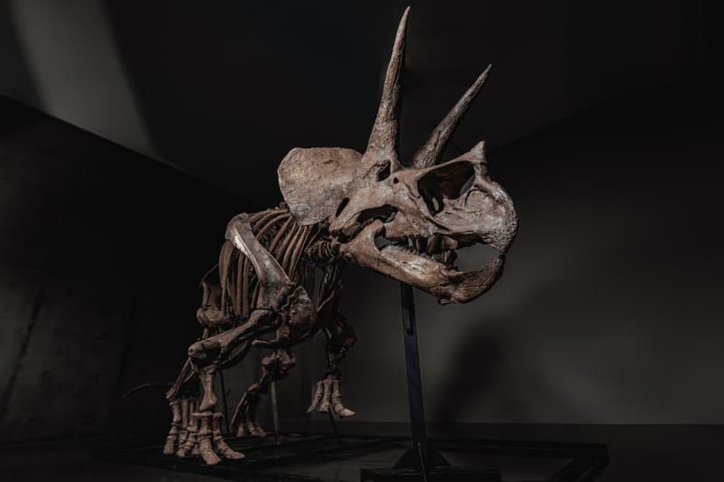 JOOPITER Triceratops Skeleton Auction Announcement Info | Hypebeast