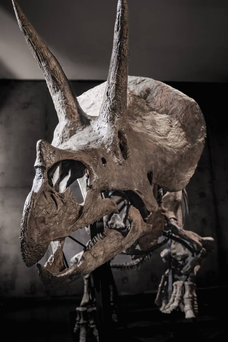 JOOPITER Triceratops Skeleton Auction Announcement Info | Hypebeast
