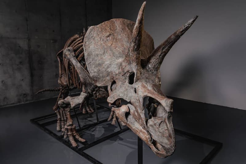 JOOPITER Triceratops Skeleton Auction Announcement Info | Hypebeast