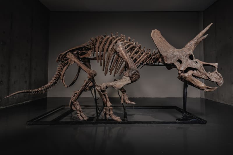 JOOPITER Triceratops Skeleton Auction Announcement Info | Hypebeast