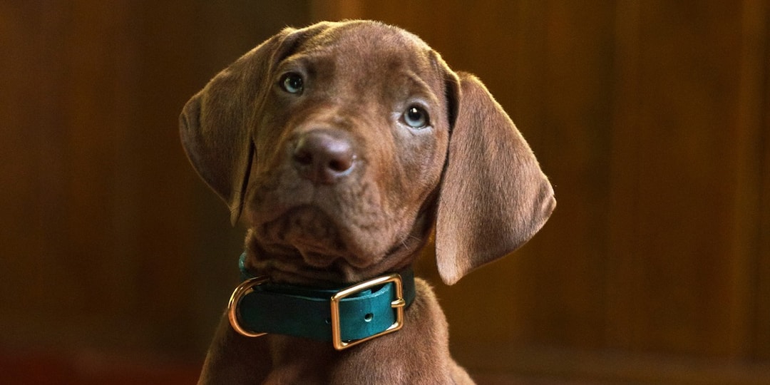 Netflix Unveils First Look at Live-Action 'Scooby-Doo: Origins' Series ...
