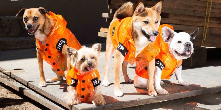 Heron Preston Habille Vos Chiens Avec Cette Collection Capsule | HYPEBEAST