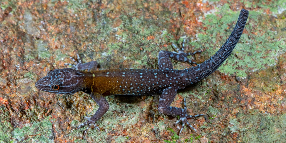 Vincent Van Gogh Blue Gecko Species Discovery India | Hypeart