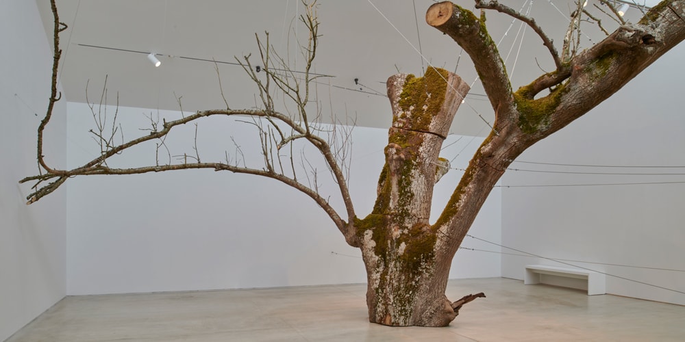 Anya Gallacio 'preserve' at Turner Contemporary | Hypeart
