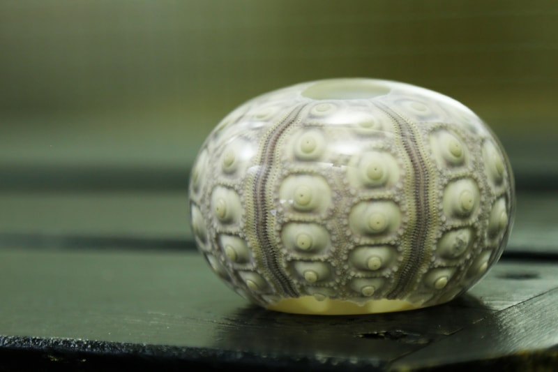 Usagi No Nedoko 打造稀有海胆艺术摆设「UNIMARU」 | Hypebeast