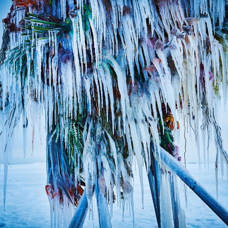 知名花卉艺术家 Azuma Makoto 打造全新作品《Frozen Flowers》 | Hypebeast