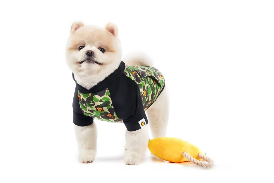 BAPE's Baby Milo Has Unveiled a Pet Collection | Hypebae