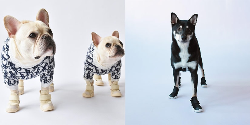 RIFRUF Drops Caesar 1 Sneakers for Dogs & Pets | Hypebae