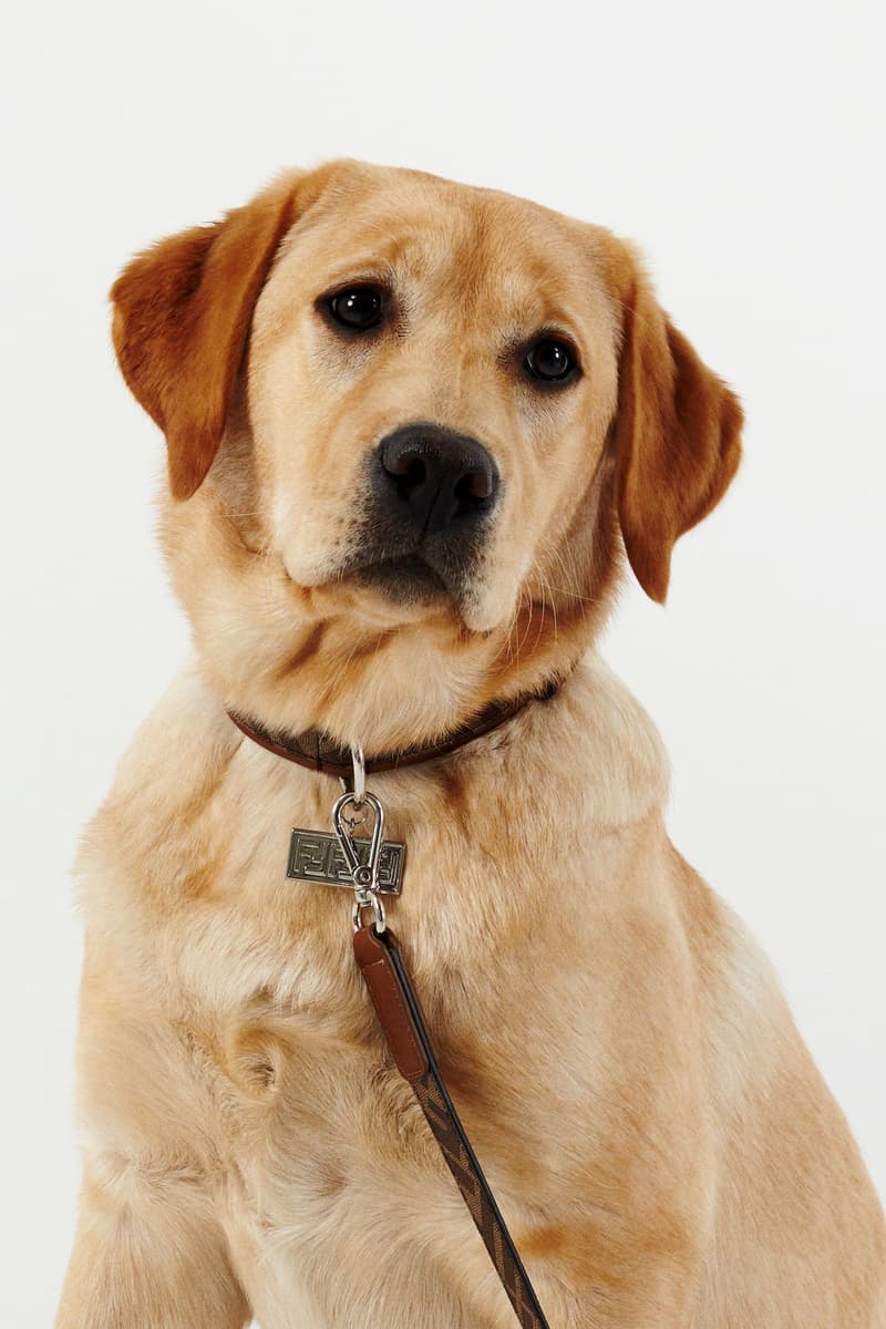 Fendi Dog Monogram Travel Collection | Hypebae