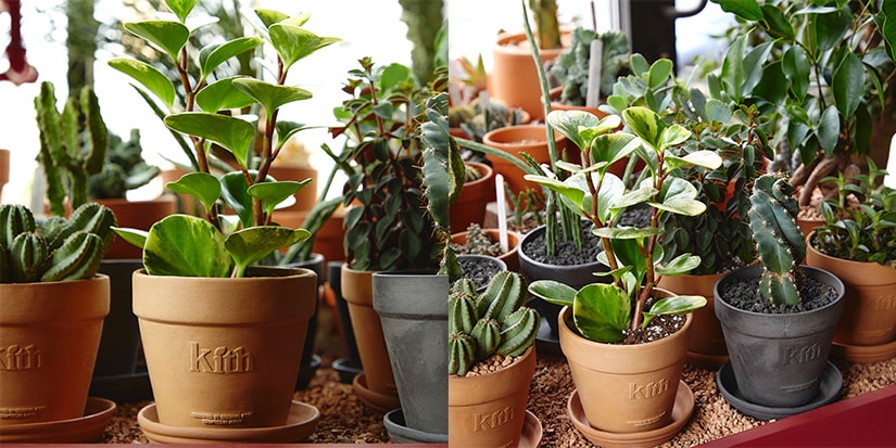 Original Rose x KITH Planters Earth Day Collab | Hypebae