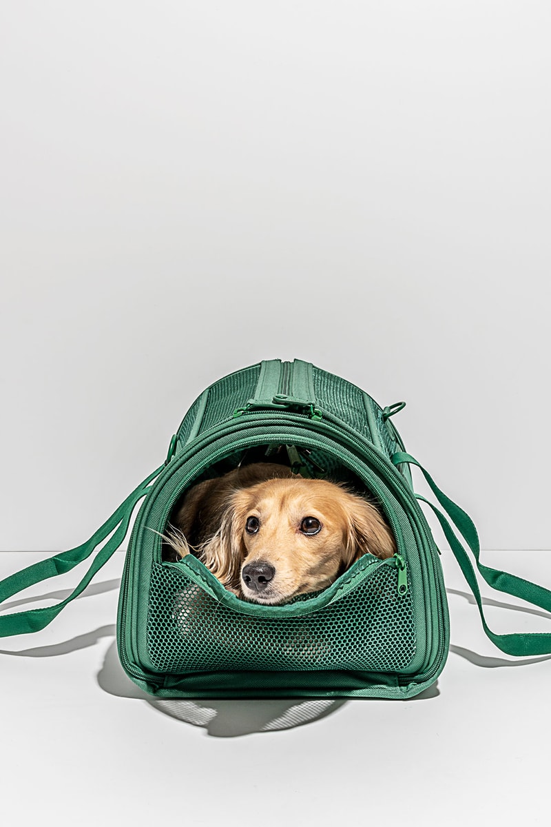 Wild One Launches Pet Accessories for Small Dogs | Hypebae