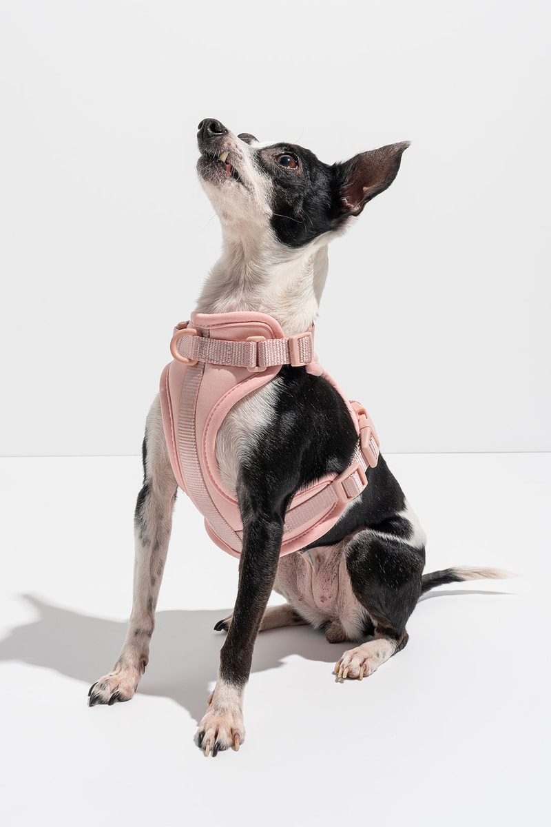 Wild One Launches Pet Accessories for Small Dogs | Hypebae