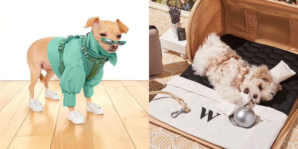 Wild One Launches Pet Accessories for Small Dogs | Hypebae