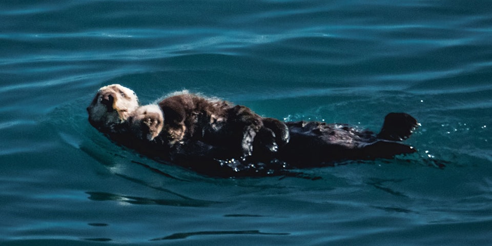 Otter Livestream Dominates Twitch Hot Tub Category | Hypebae