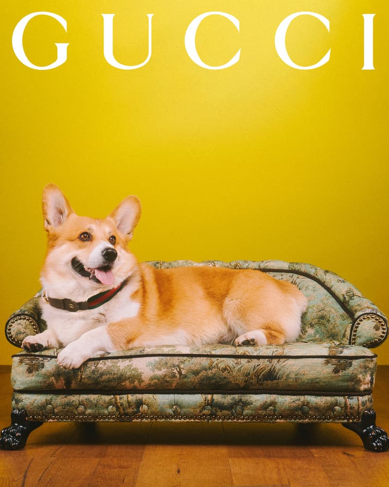 Gucci Debuts Collection Dedicated to Pets | Hypebae